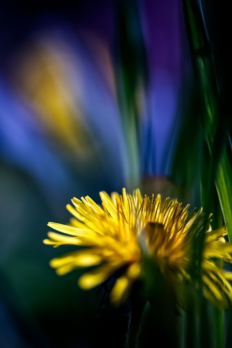 Dandelion | GANREF