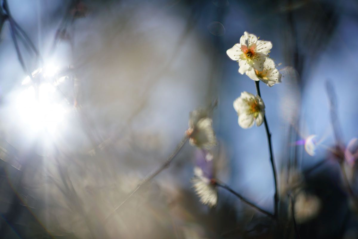 True magic -JEWEL- | GANREF