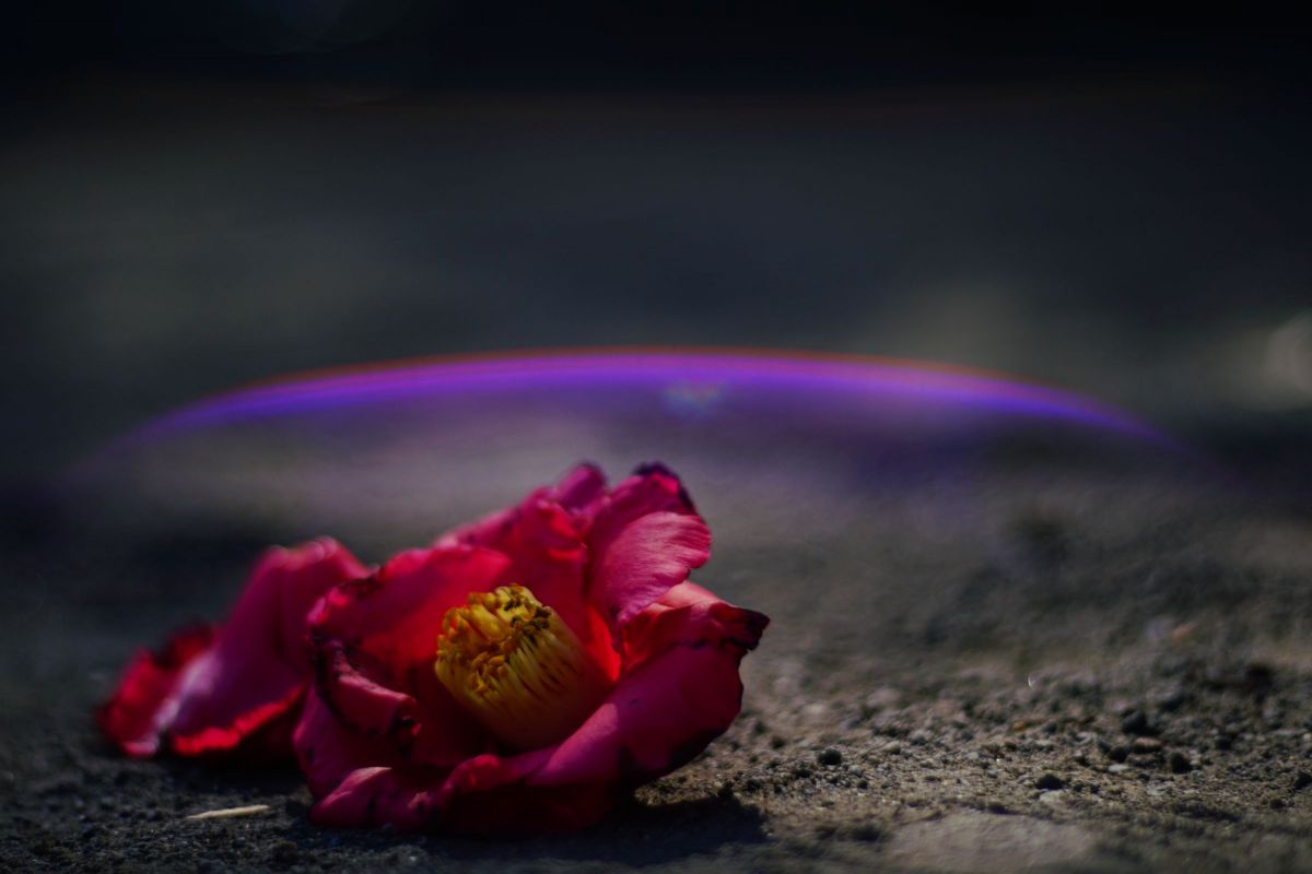 なんか出た( ・∇・) | GANREF