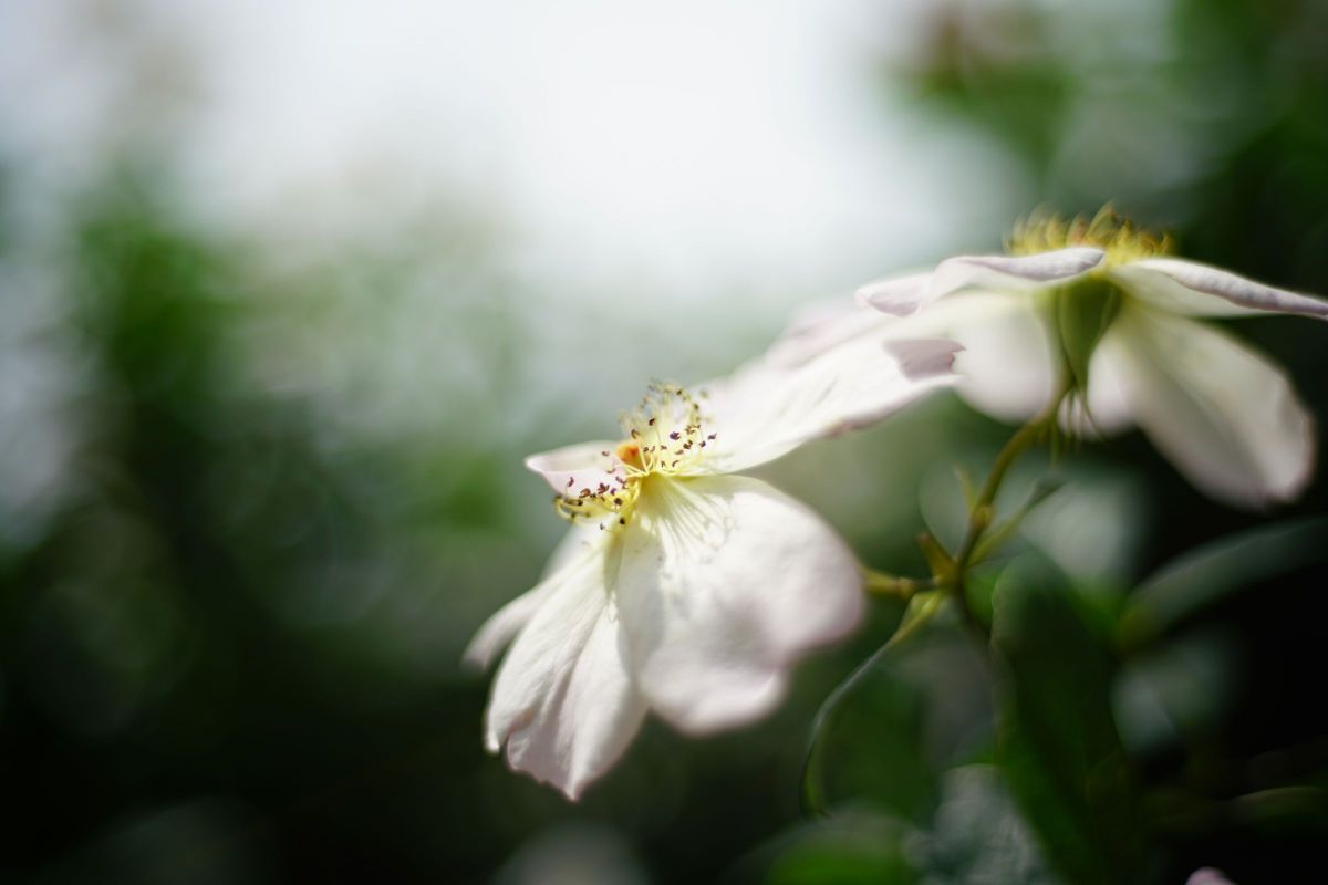 Bloom/Symphony -Rise up together- | GANREF