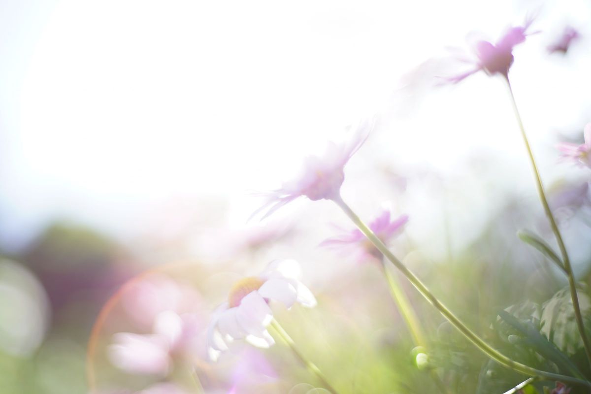 Bloom/Symphony -New "True magic"- | GANREF