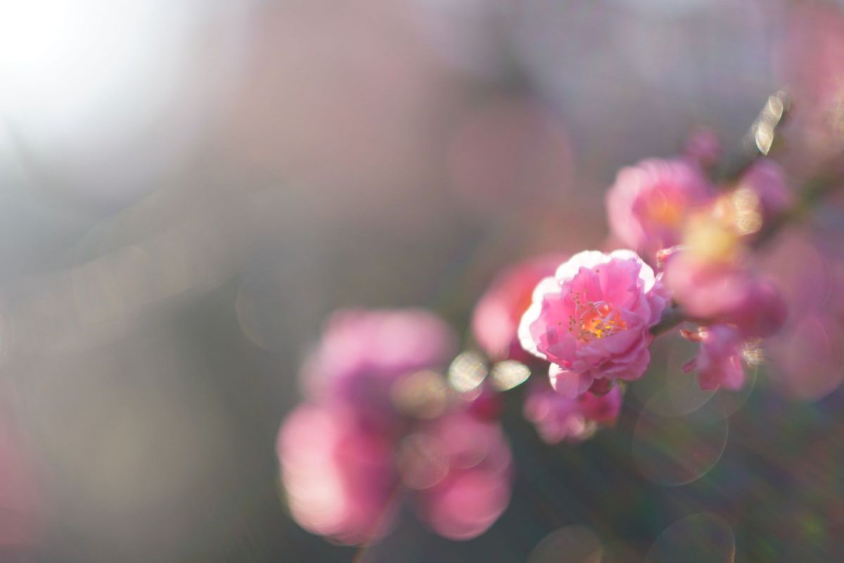 True magic -1- | GANREF