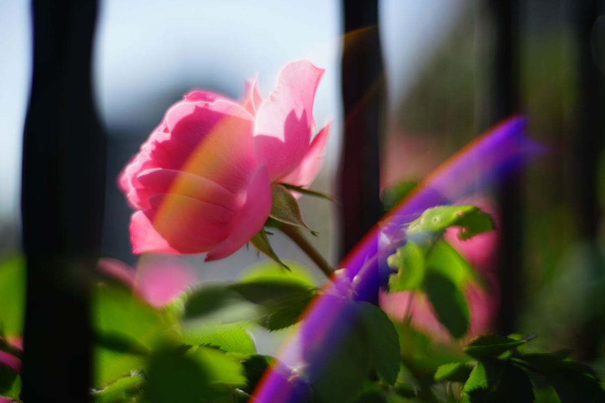 Bloom/Symphony -Longing- | GANREF