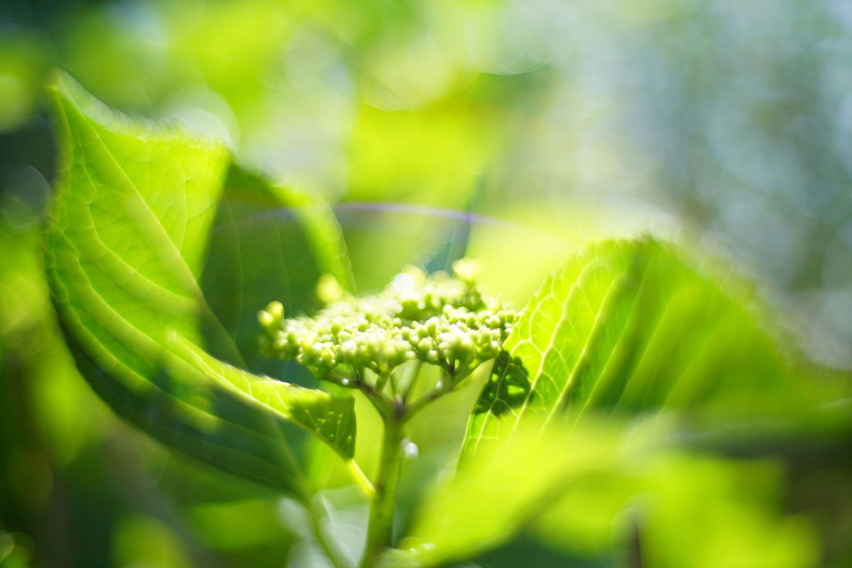 Bloom/Symphony -Bright&Leaf- | GANREF