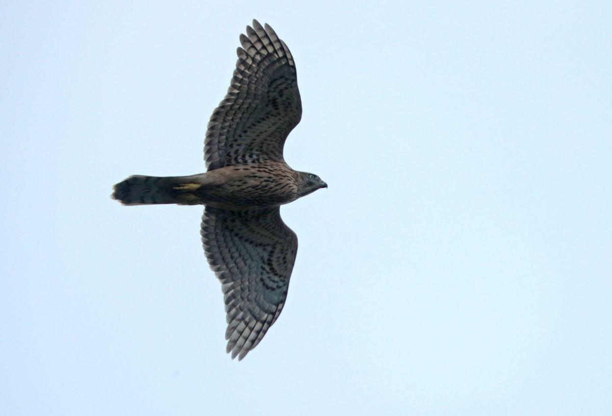 今季初UPの常連さん・オオタカ | GANREF