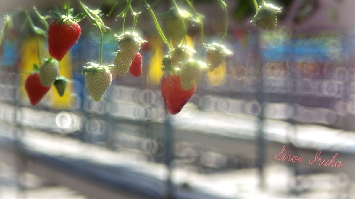 大事に 大事に 大きくなあれ！ (#'pq')ｸﾞﾌﾌ♪ | GANREF