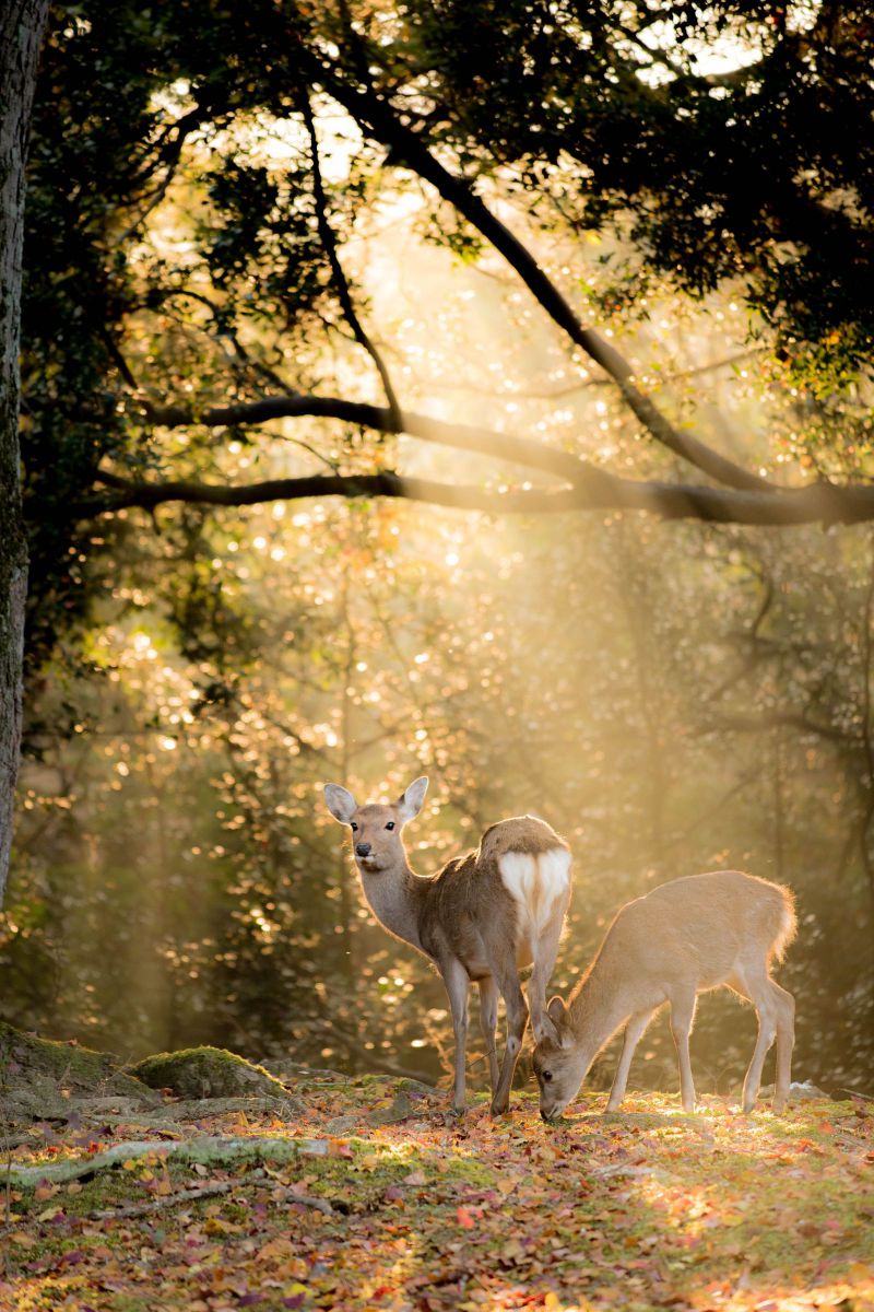 神域への誘い | GANREF