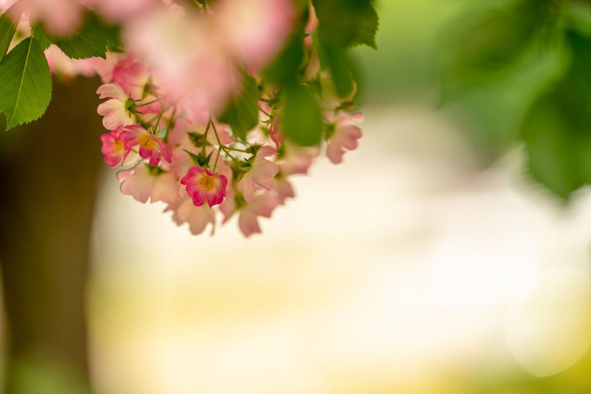 Rose 2024 春1 | GANREF