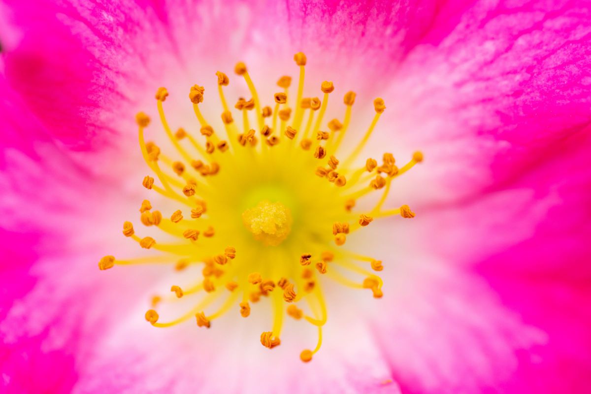 Rose 2024 春 3 | GANREF