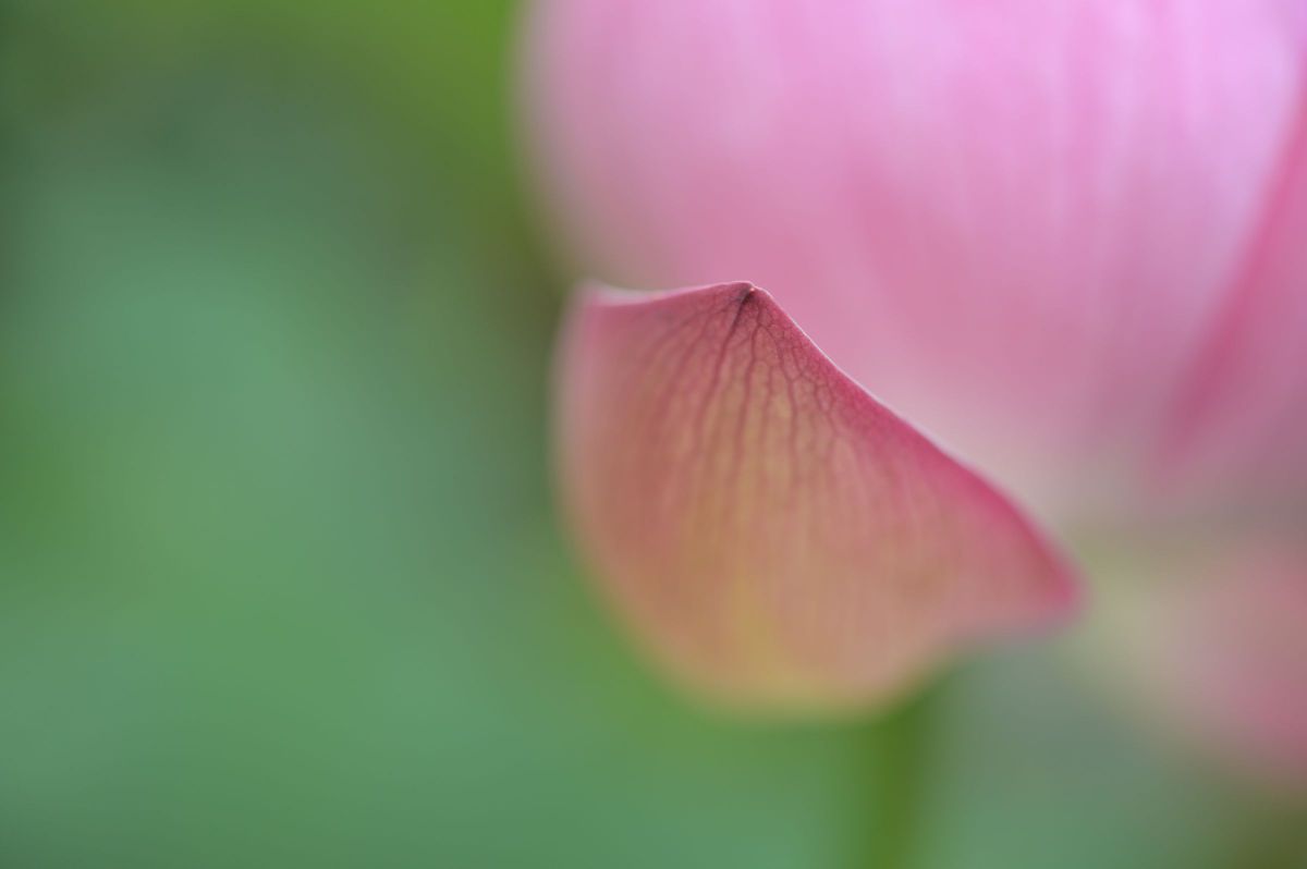 Pinkish Vein | GANREF