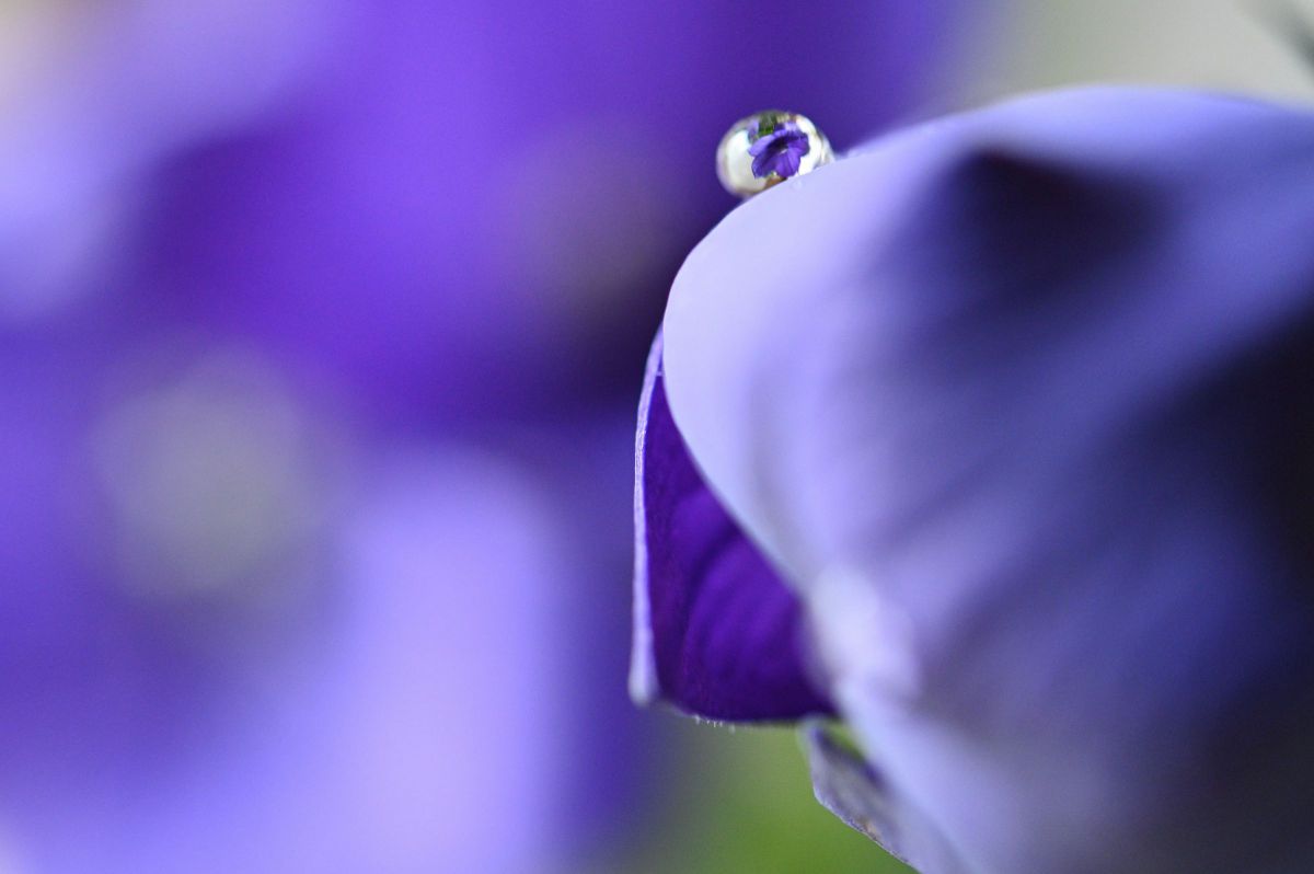 Crystal Dew | GANREF