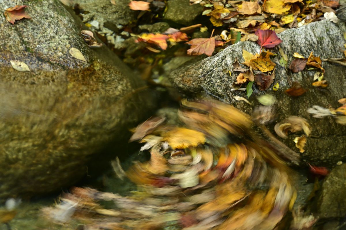 Spinning Leaves | GANREF