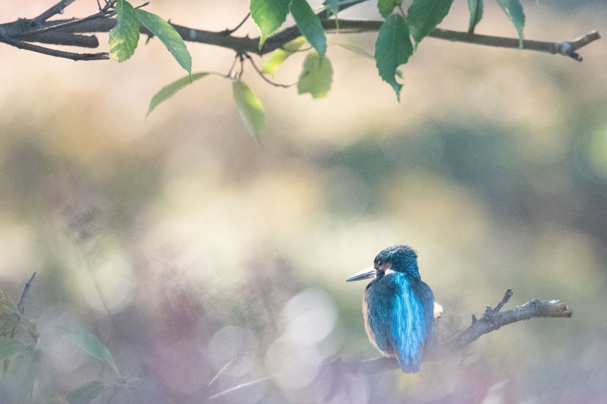 Leave me alone! | GANREF