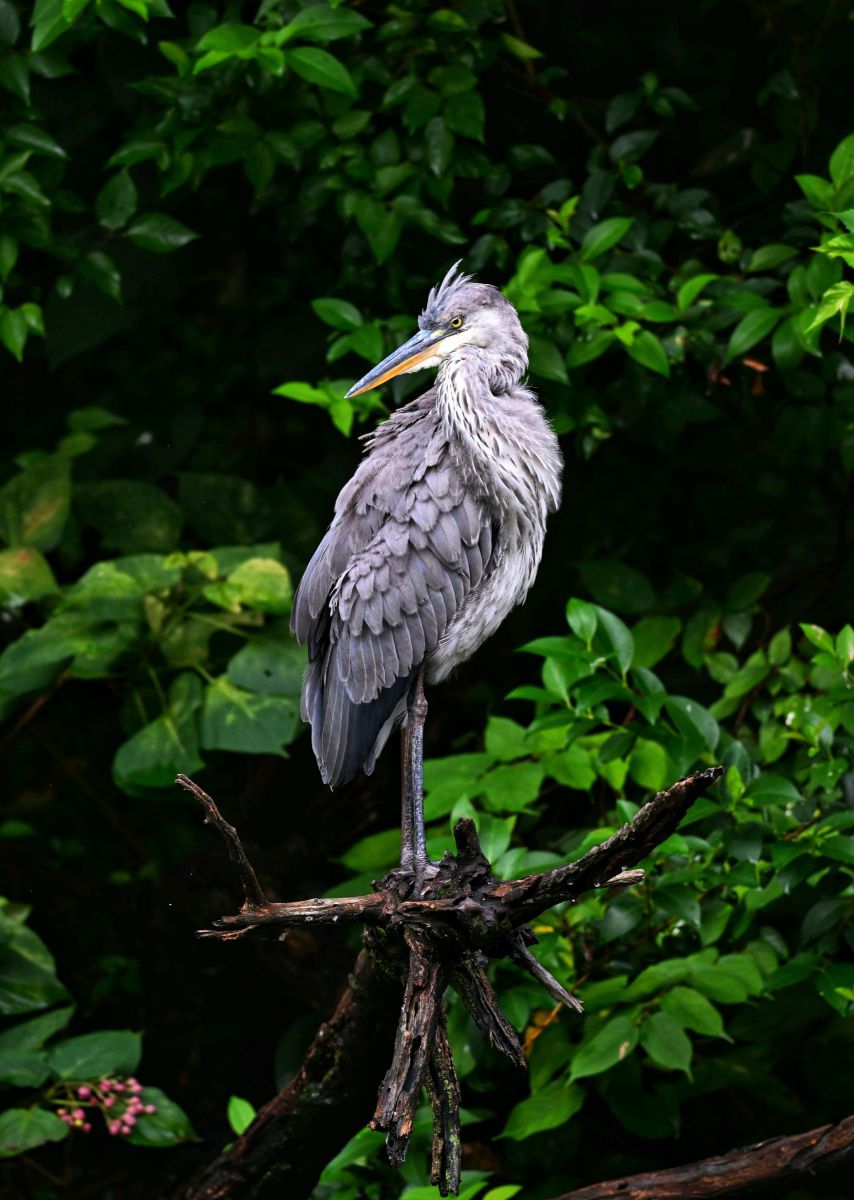 [ニコン Z8 & 超望遠レンズ]Z8, NIKKOR Z 600mm f/6.3 VR S体験レビュー | GANREF