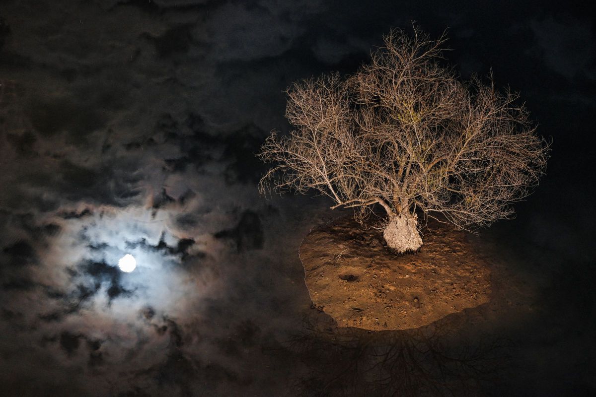 Moon tree | GANREF