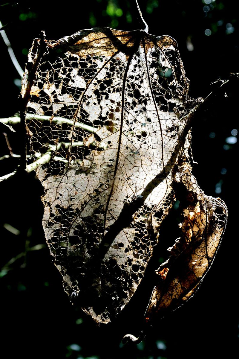 See-through | GANREF