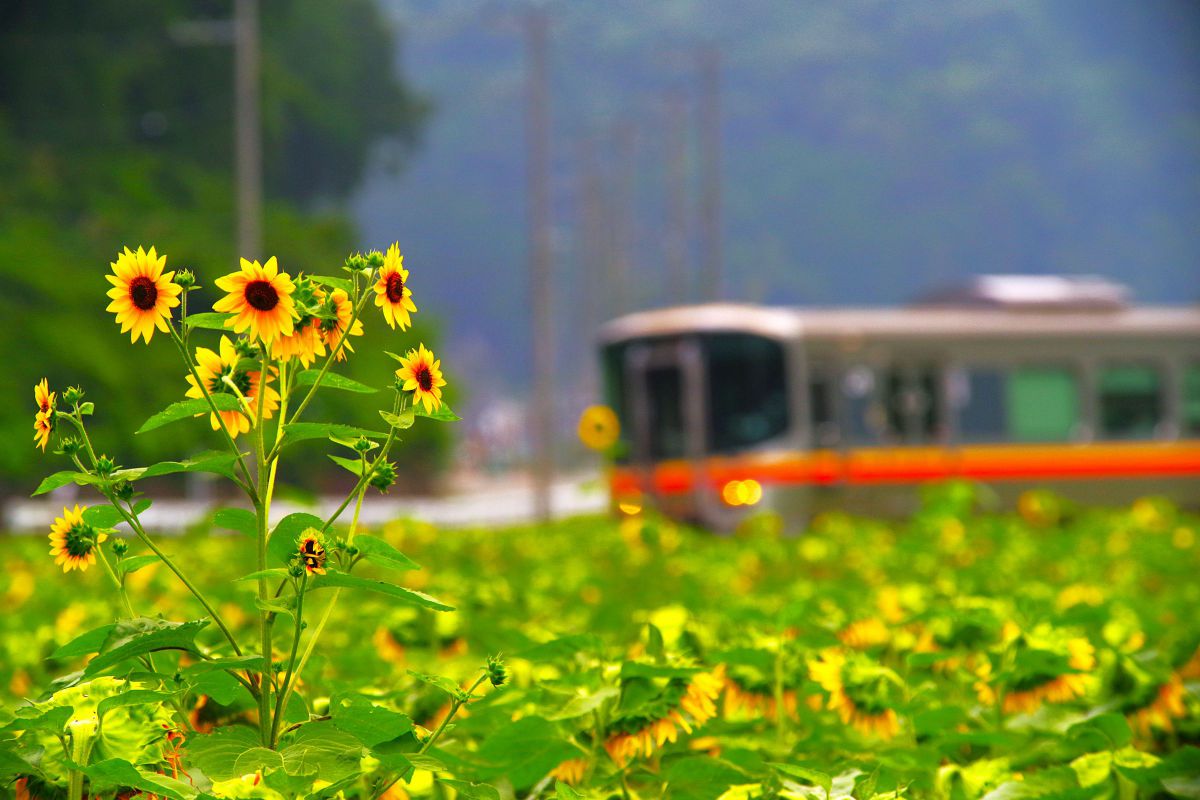 目立ちたがり屋の向日葵 | GANREF