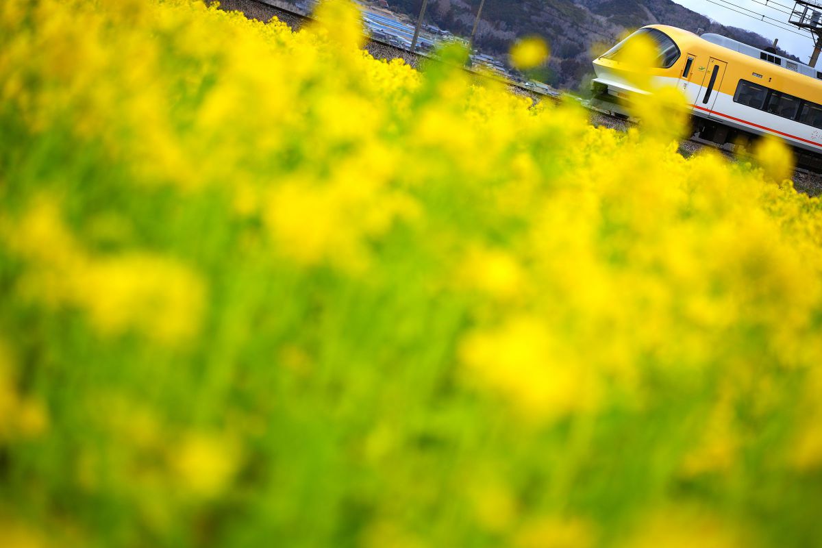 Yellow ＆ Yellow | GANREF