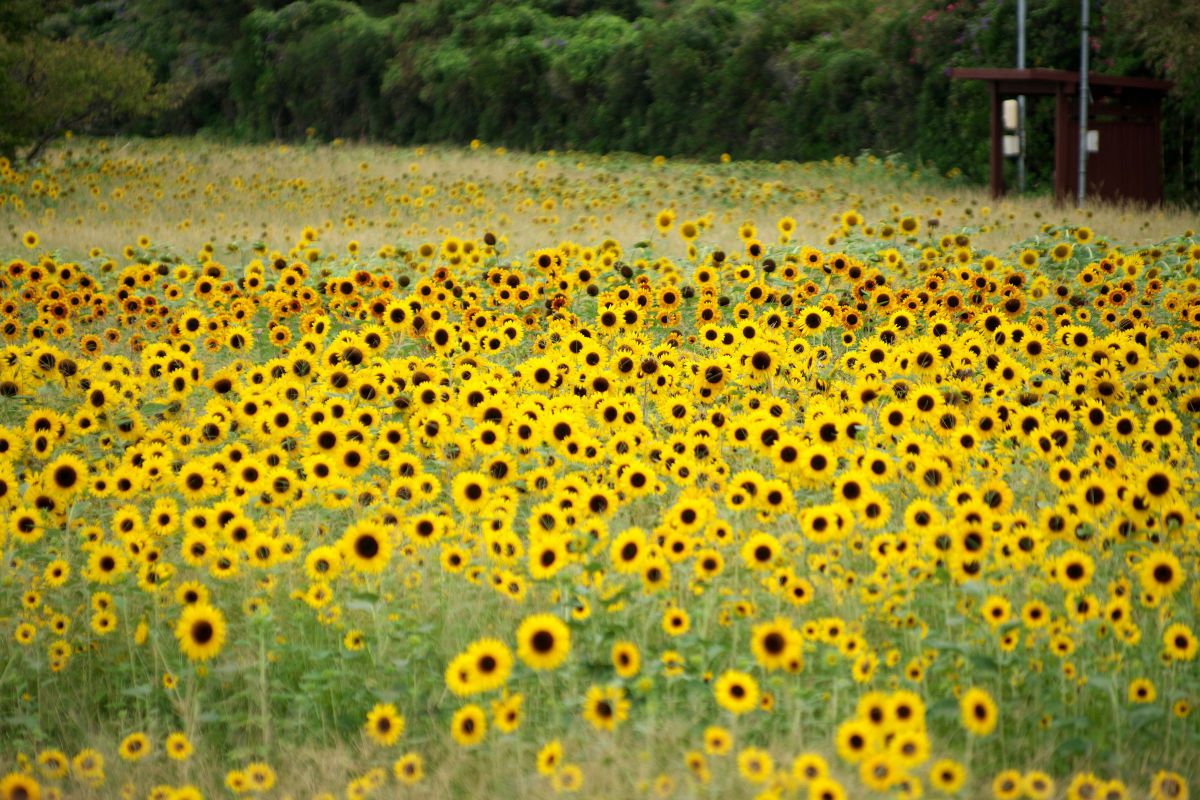 ひまわり | GANREF