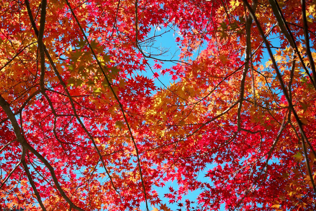 赤 青 黄色 | GANREF