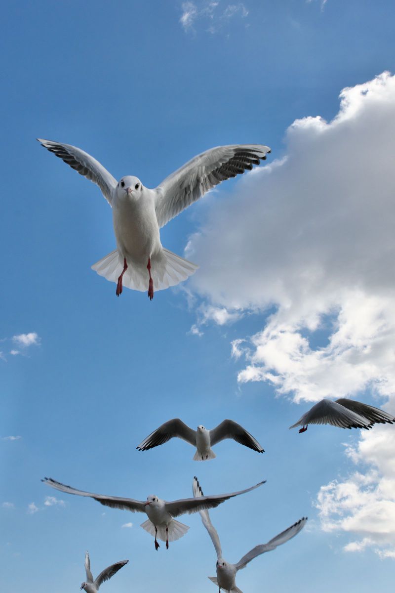 こっちにまっすぐ! | GANREF