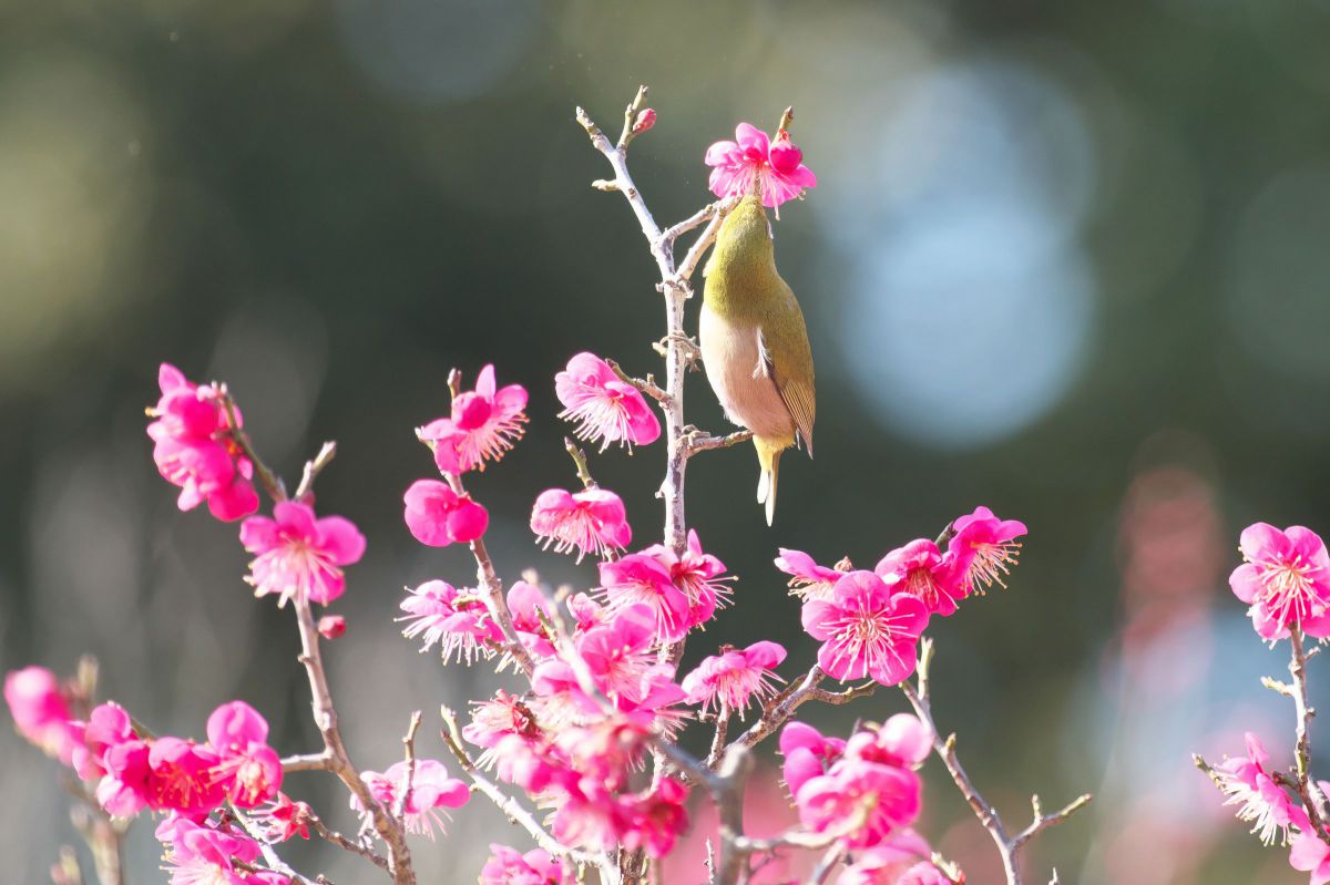 だいぶ咲きました | GANREF