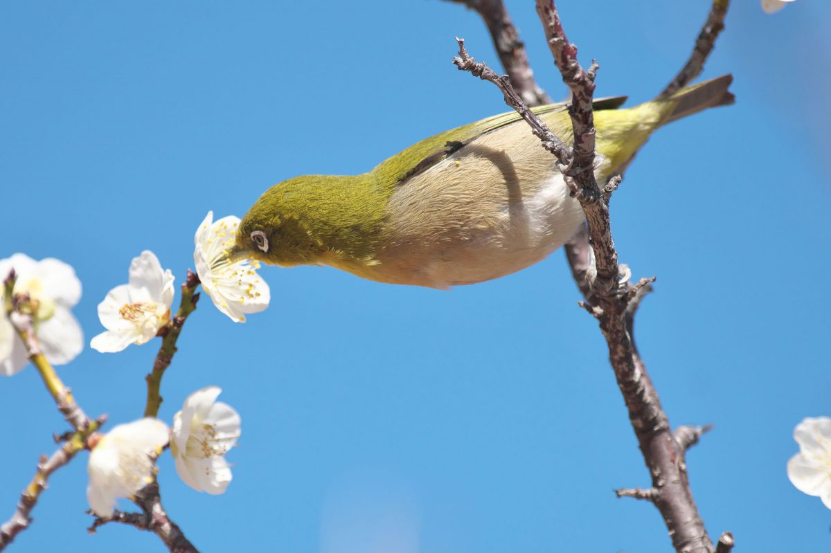 漸く満開 | GANREF