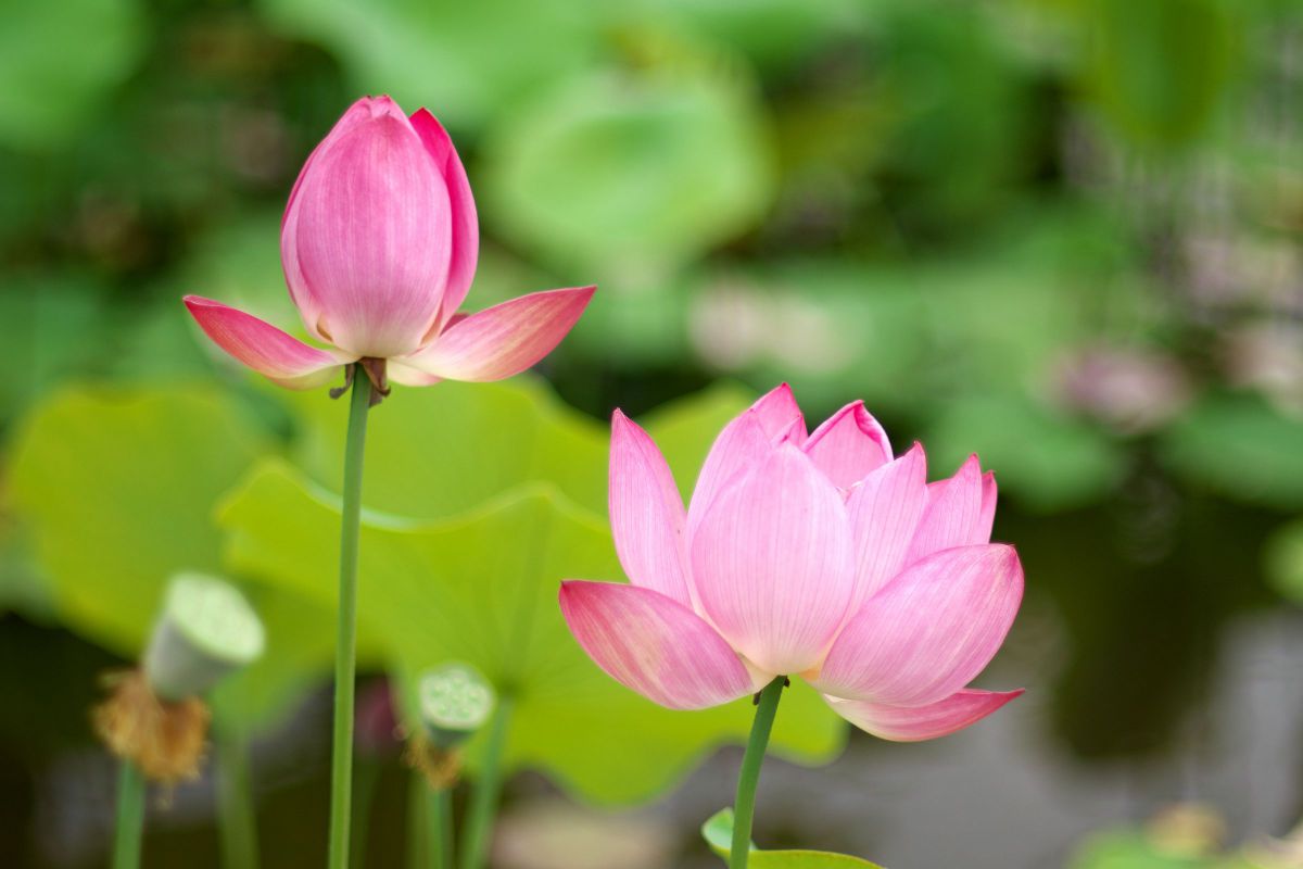 涼しげに | GANREF