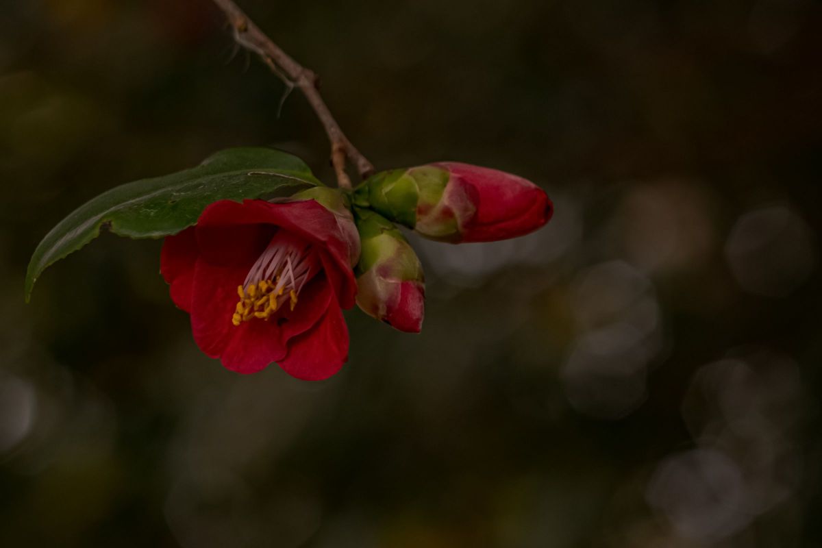 日陰でひっそりと | GANREF