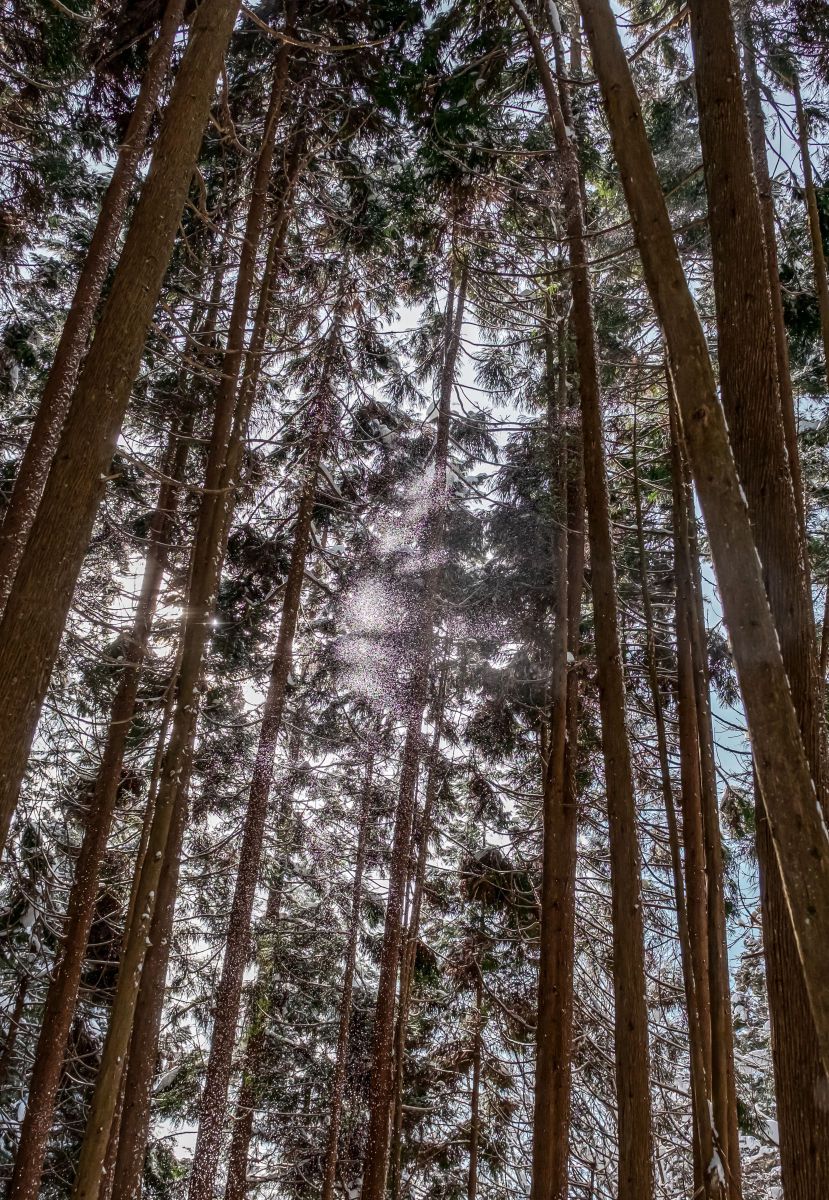 粉雪輝く | GANREF