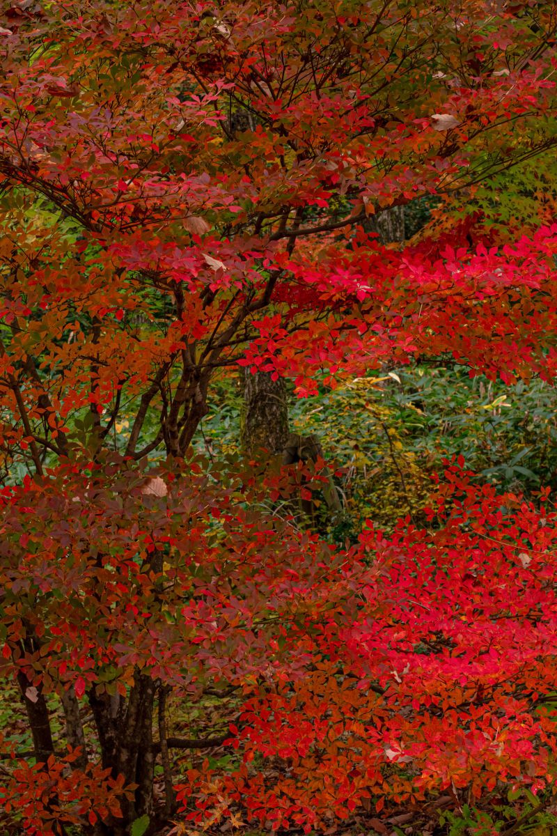 紅色あでやかに | GANREF