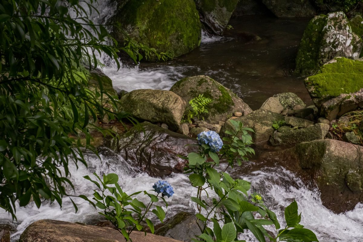 水辺に咲く | GANREF