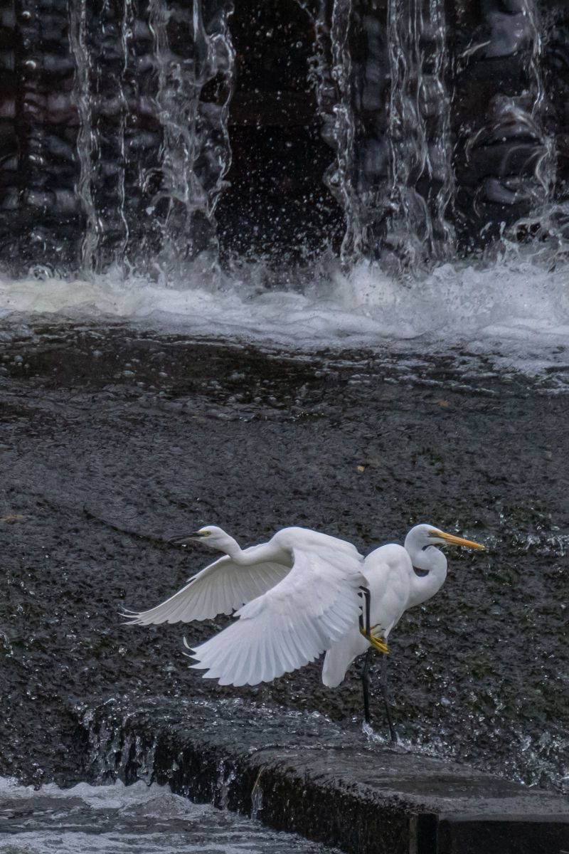 ニアミス | GANREF