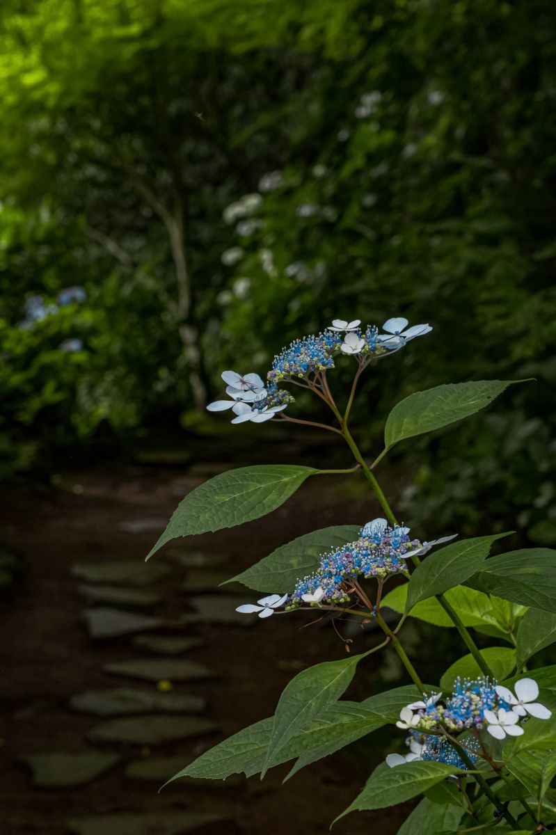 2025紫陽花 | GANREF