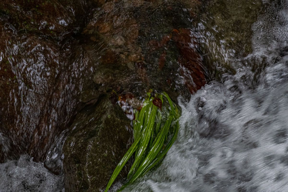 水に洗われて | GANREF