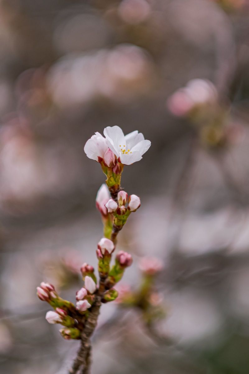 咲いてみる | GANREF