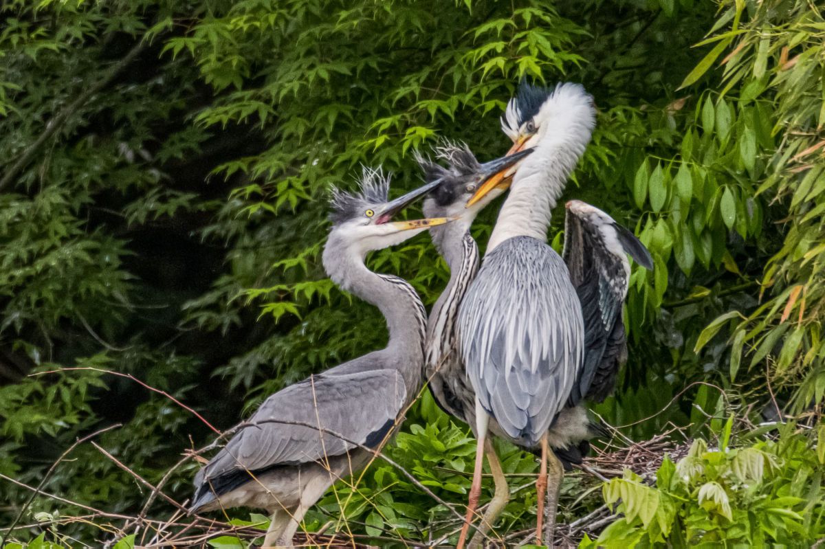 早くちょうだい！！ | GANREF