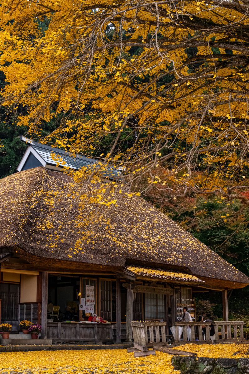 散りゆく | GANREF