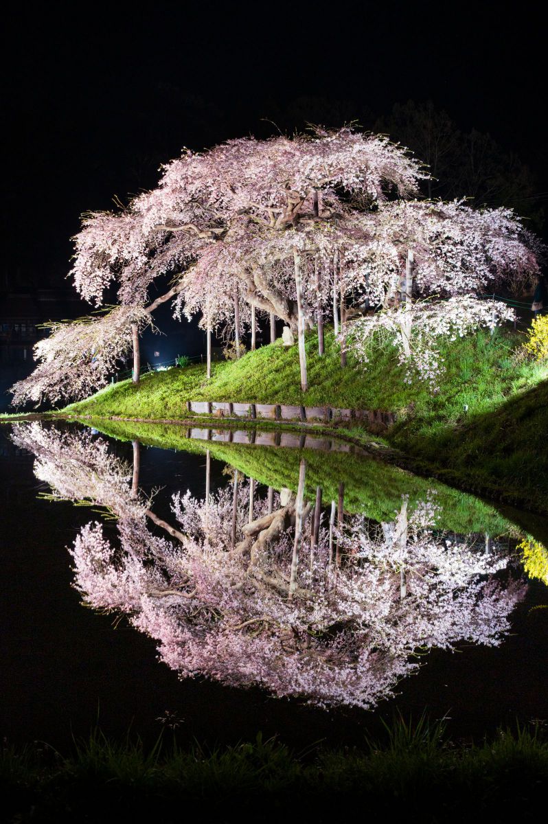 中島の地蔵桜 | GANREF