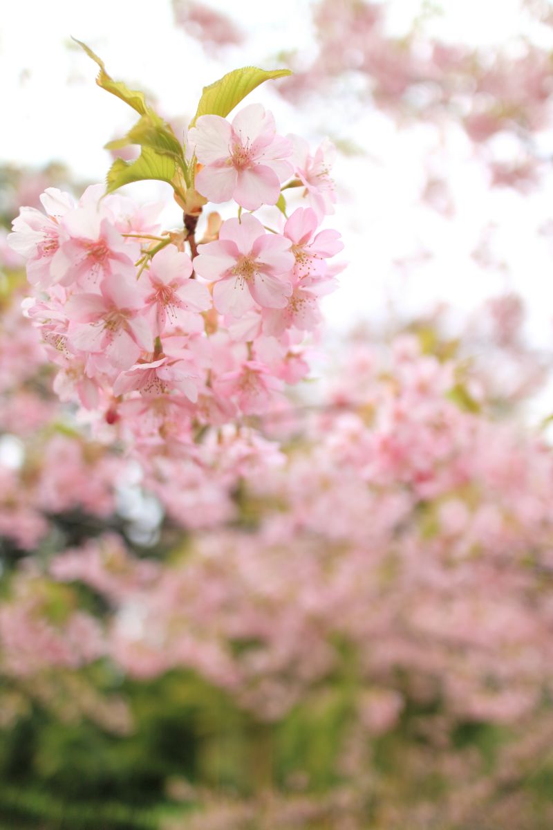 キヤノン EOS M3 レビュー その7 MFで撮る | GANREF