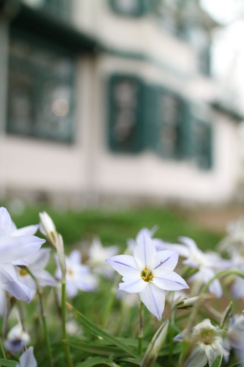 キヤノン EOS M3 撮影記 その6 山手の洋館 | GANREF