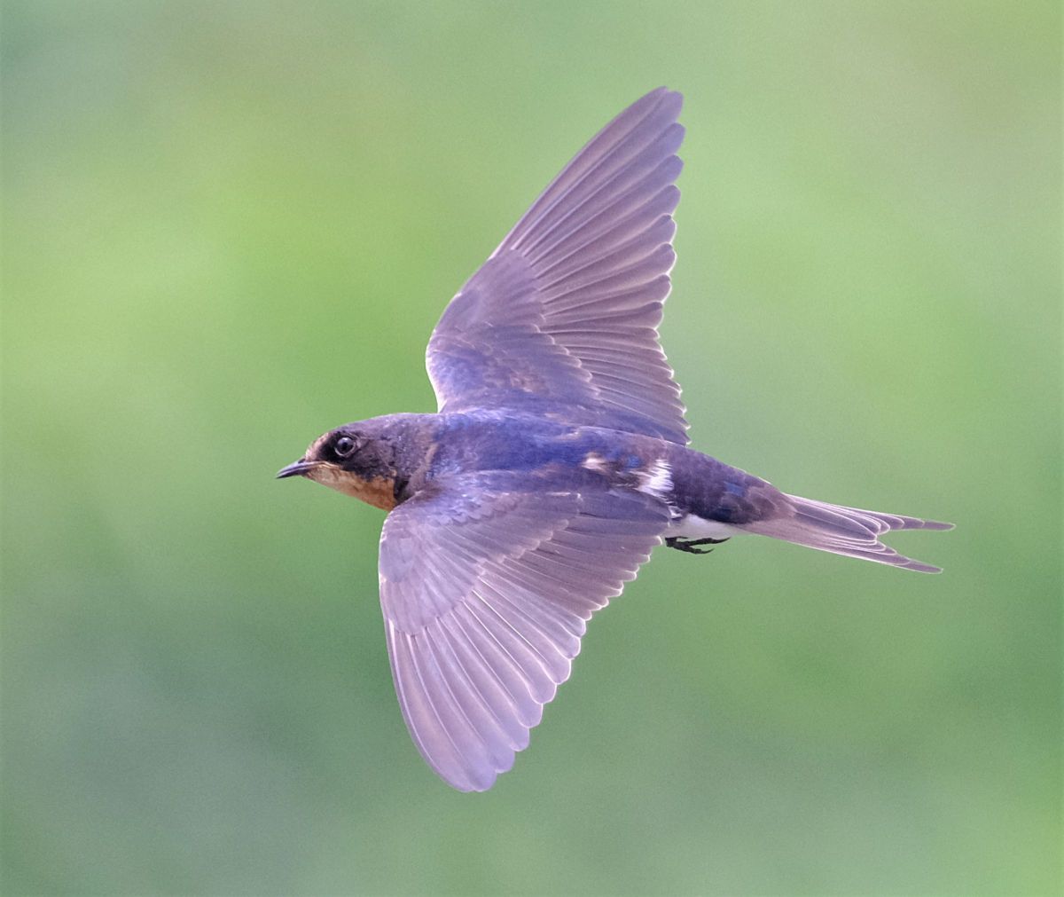 ツバメ 飛翔 | GANREF