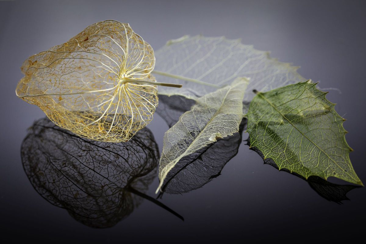 Love Your Veins | GANREF