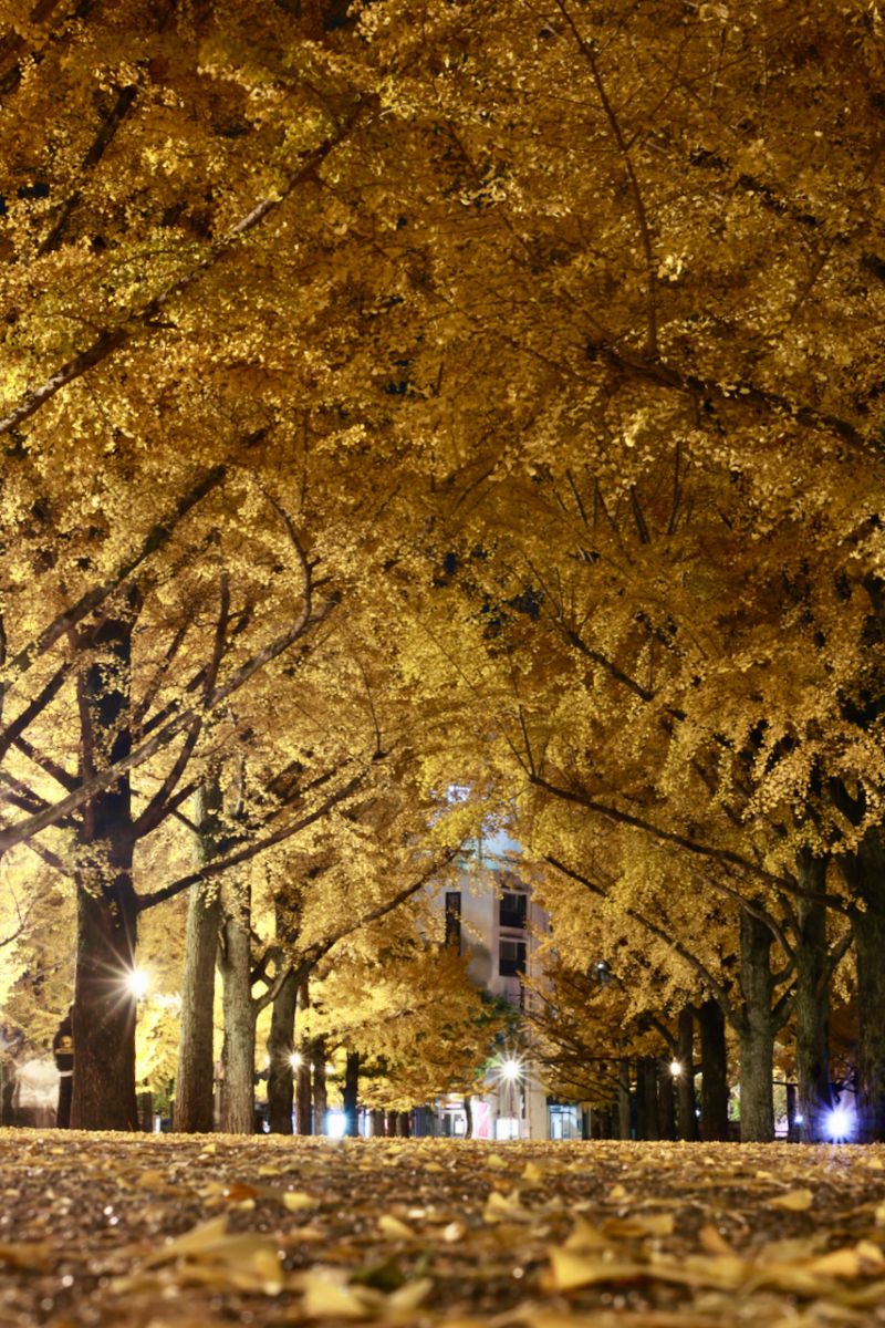 yellow yellow yellow | GANREF