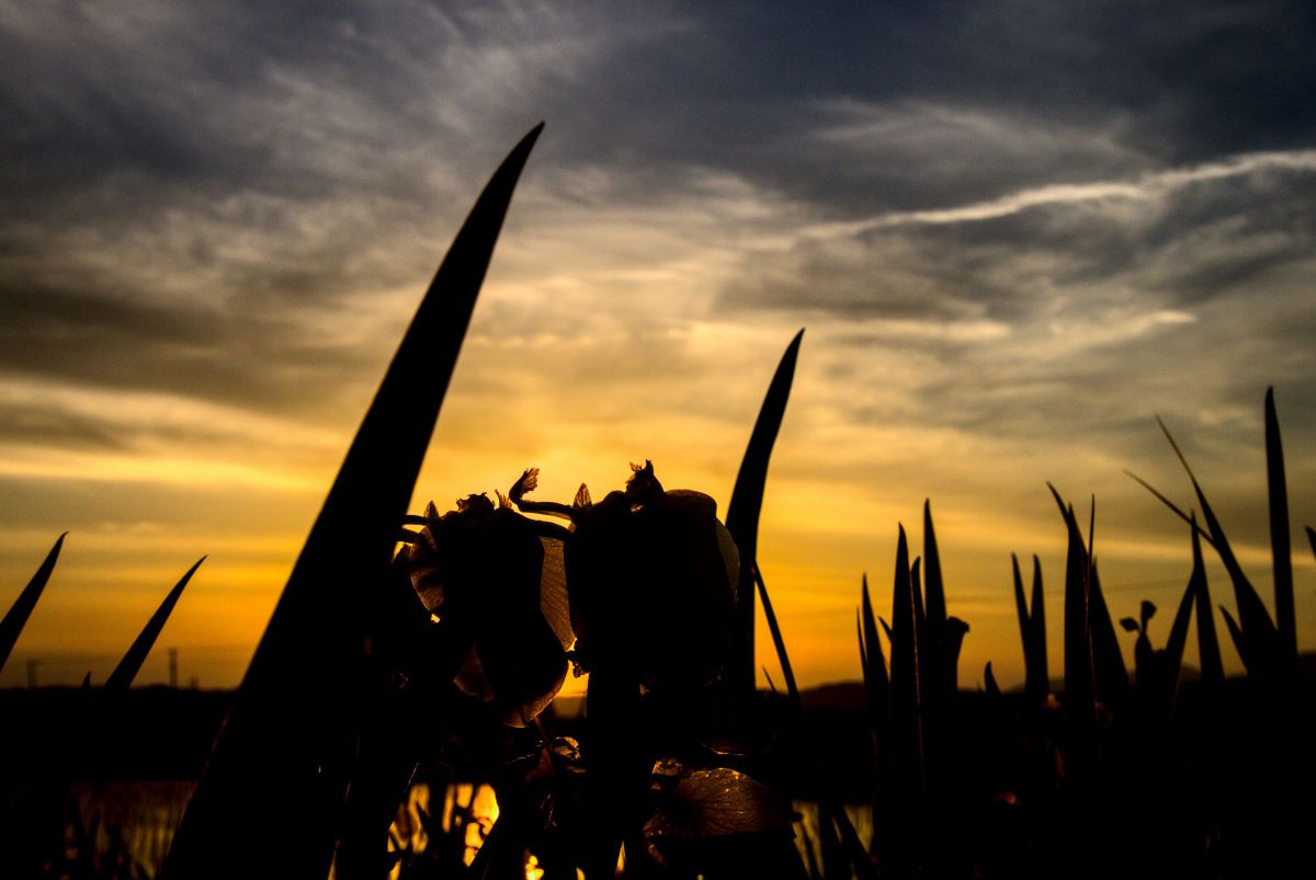 Good-Bye Day | GANREF