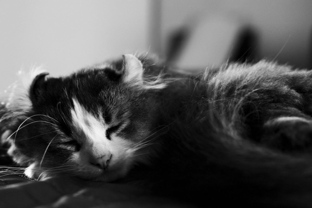 Please DO NOT DisturB | GANREF