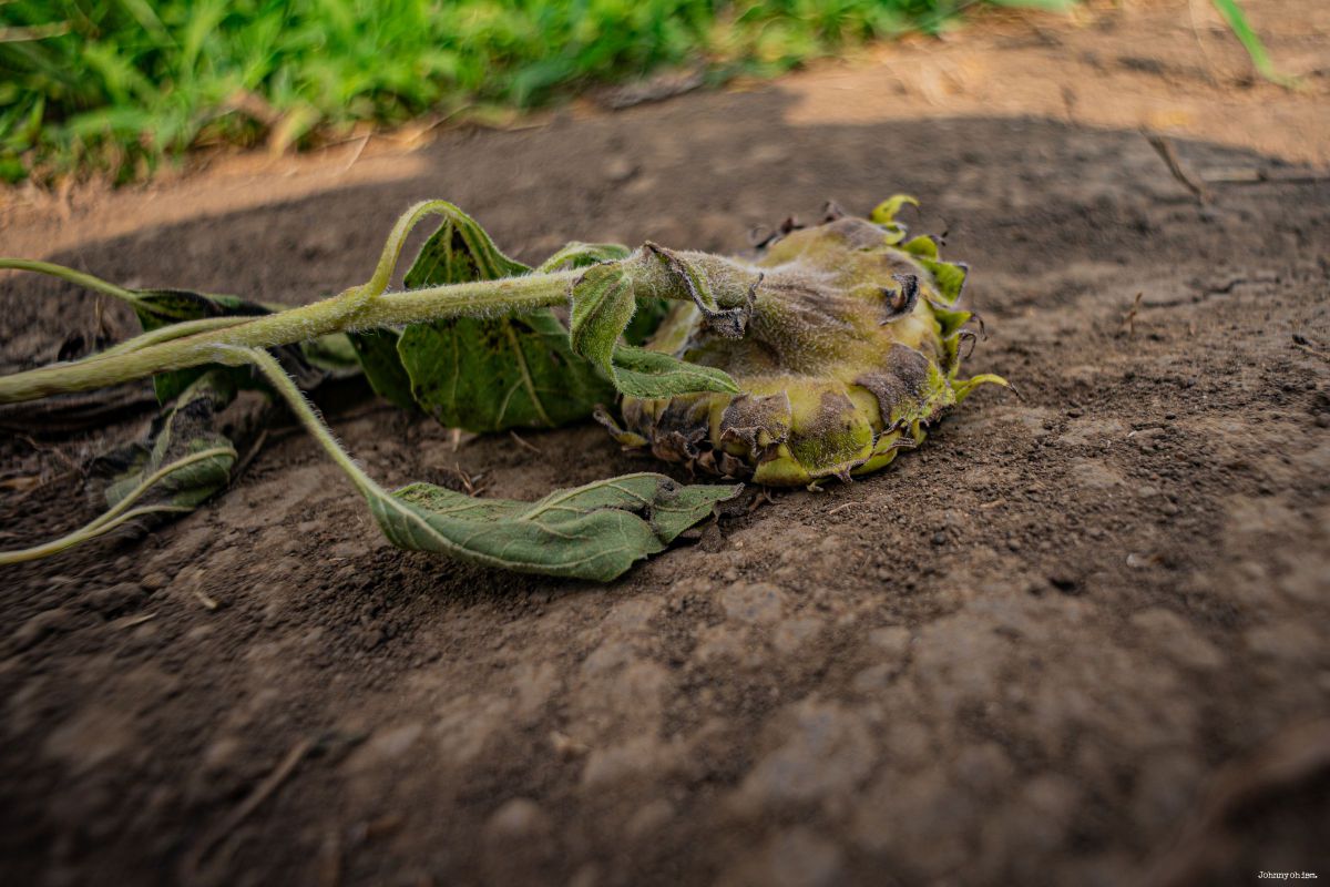 力尽きた | GANREF