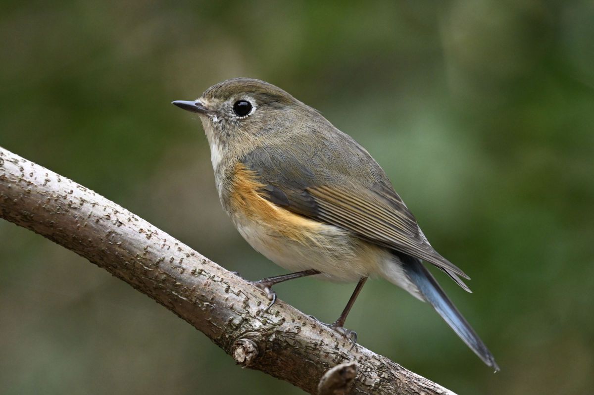 APO-Telyt-R 280mm f2.8で撮ってみた 1 | GANREF