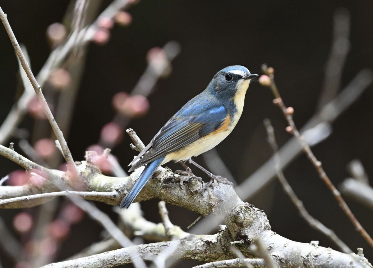 APO-Telyt-R 280mm f2.8で撮ってみた 2 | GANREF