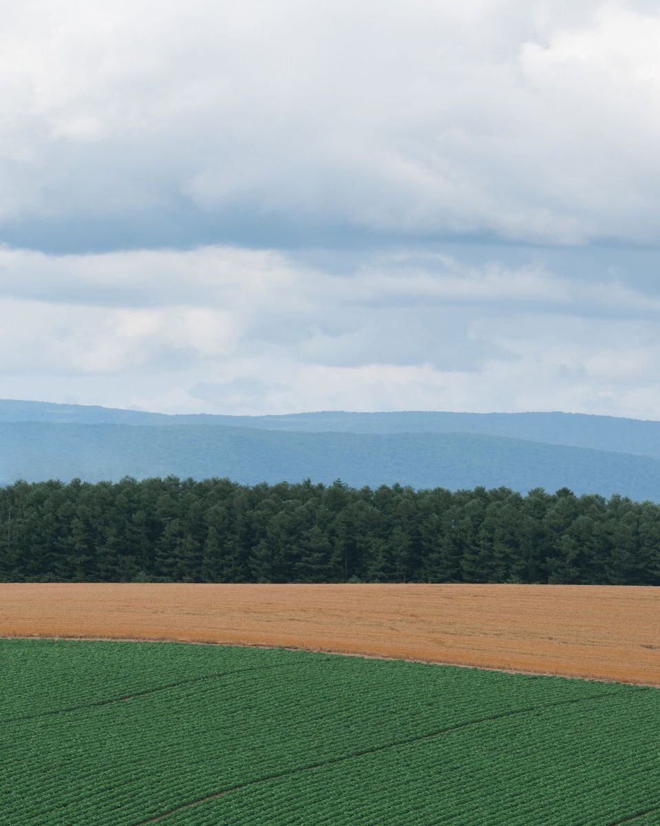 summer hill | GANREF